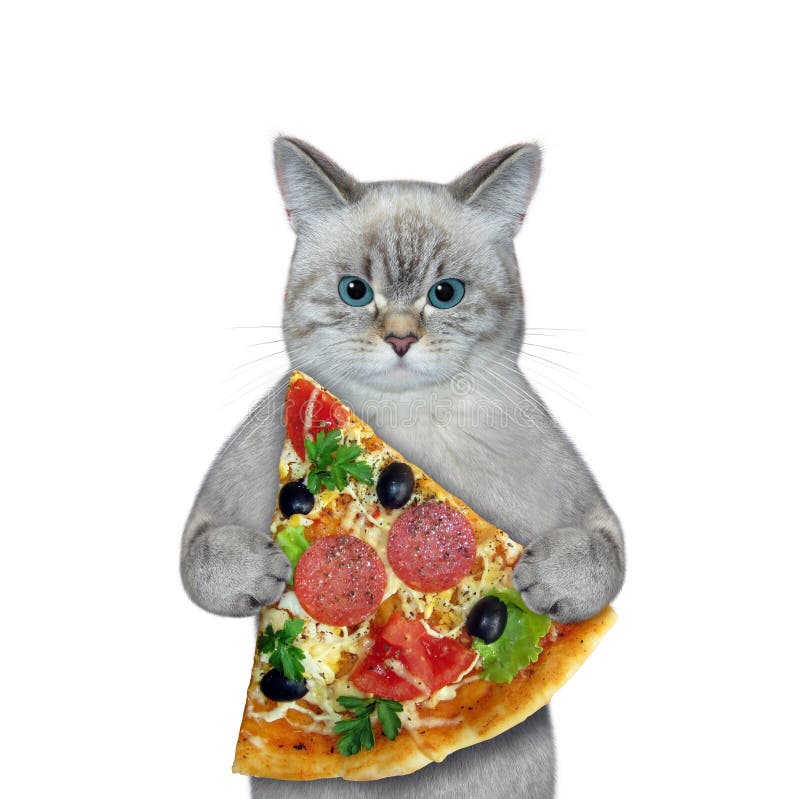 136 Cat Pizza Isolated Stock Photos - Free & Royalty-Free Stock Photos ...