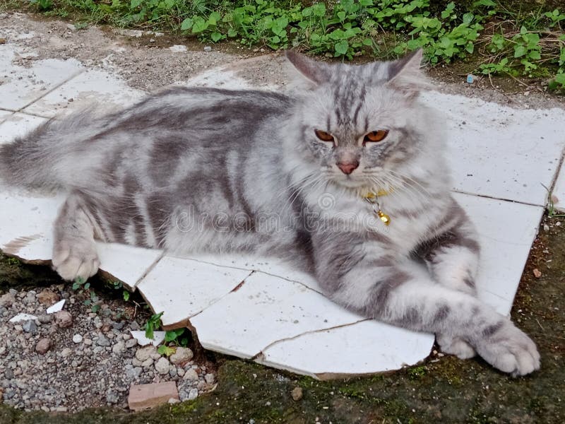 Ash cat poses casually stock image. Image of santai - 367306175