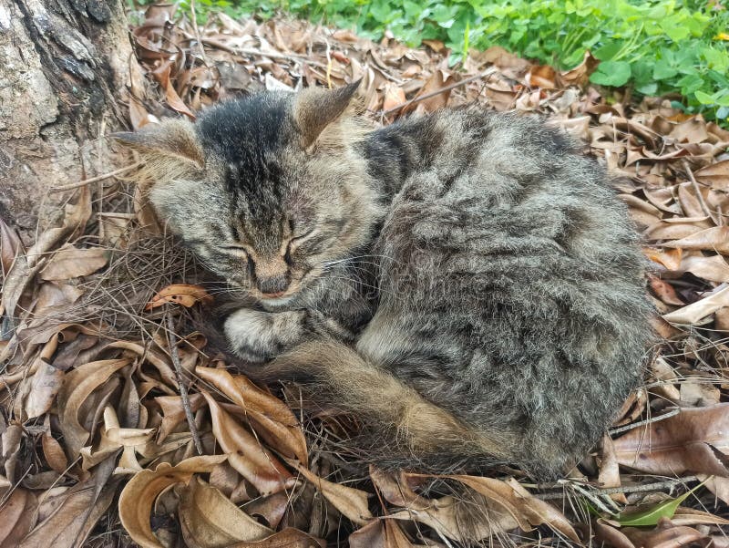 An Ash Cat Sleeping on a Pile of Dry Leaves Stock Image - Image of ...