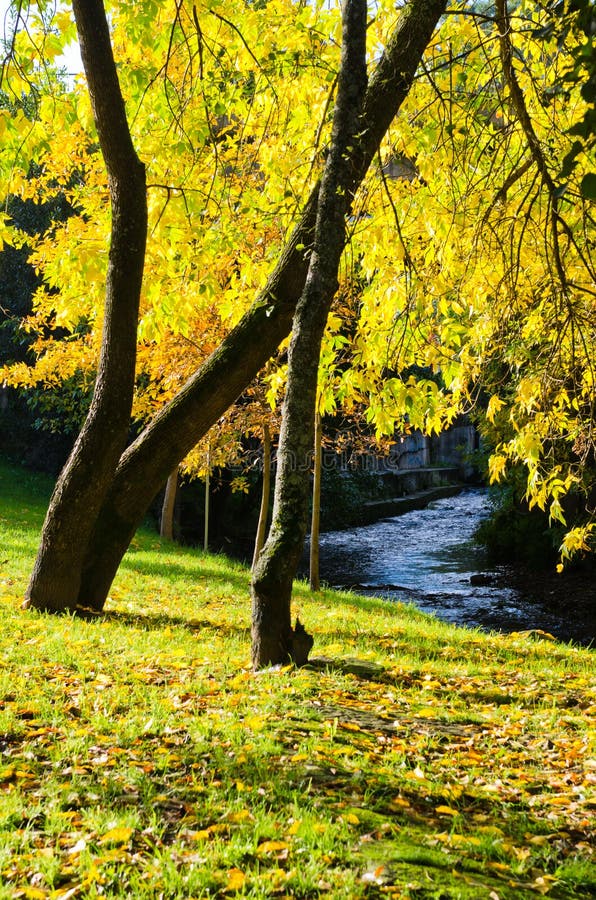 Ash stock photo. Image of leaf, tree, fall, foliage, vibrant - 37039940