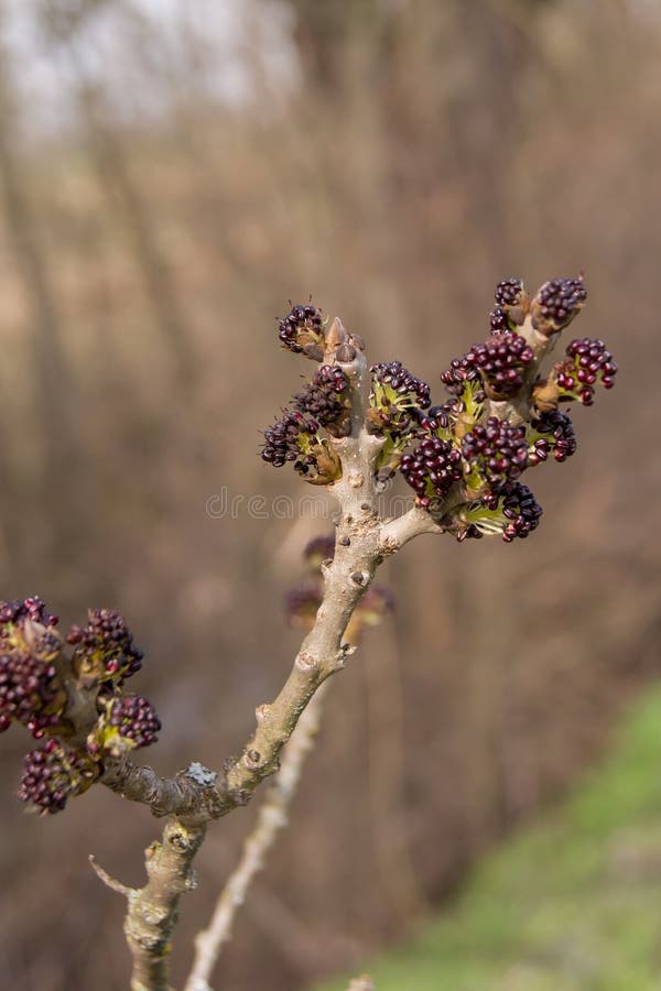 Ash (Fraxinus Excelsior) Flowers Stock Image - Image of tree, nature ...
