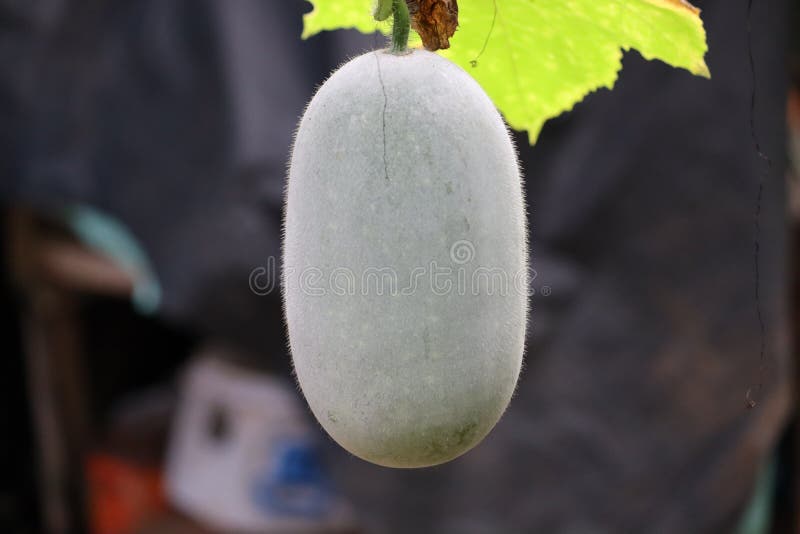 Ash gourd stock image. Image of vegetable, gourd, taste - 229346749