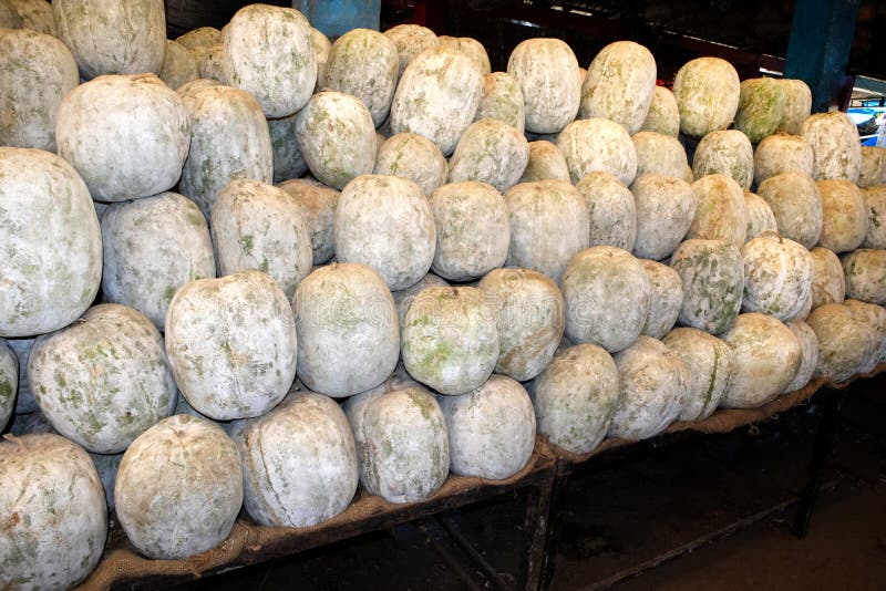 Ash gourd stock photo. Image of vegetable, autumn, healthy - 267876406