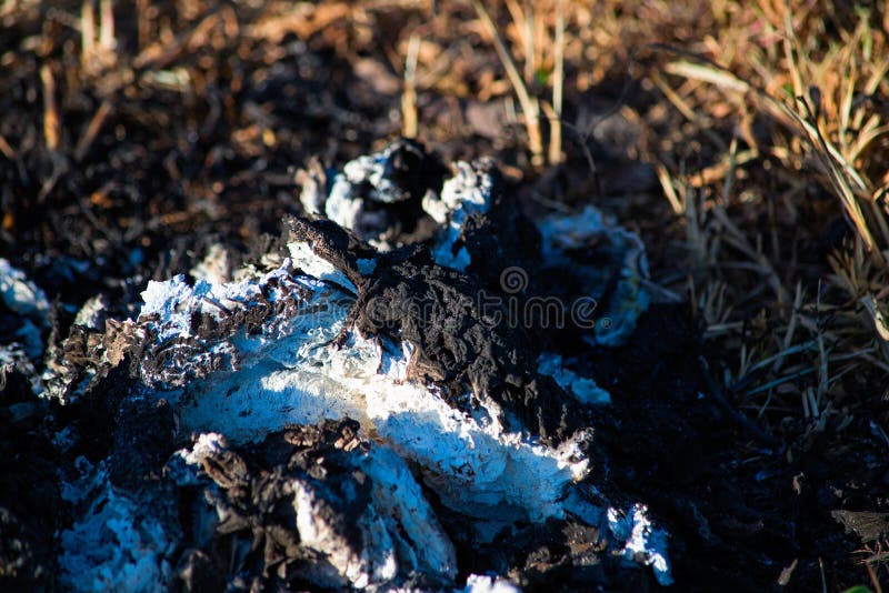 Ash in the grass is close stock image. Image of forest - 118313451