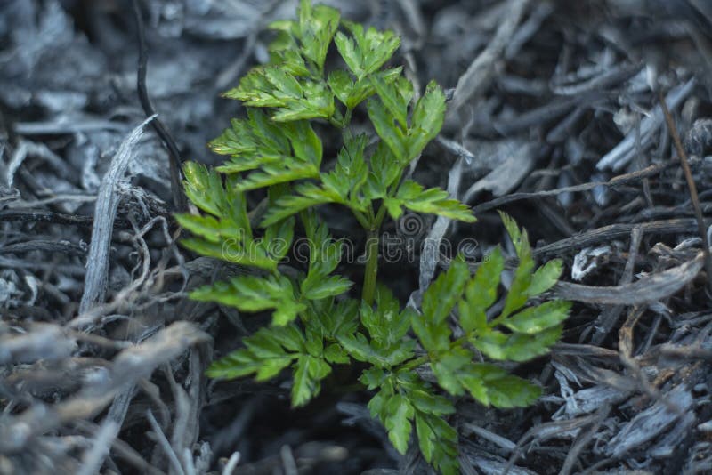 Ash From The Grass After Fire In Forest Stock Photo - Image of close ...