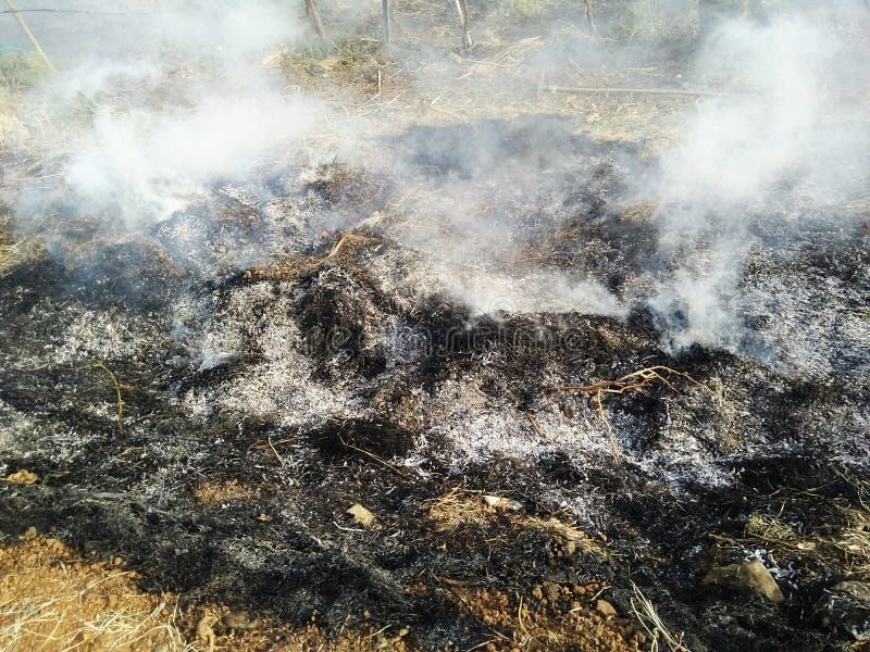 Ash stock photo. Image of grasses, farm, grey, black - 118209386