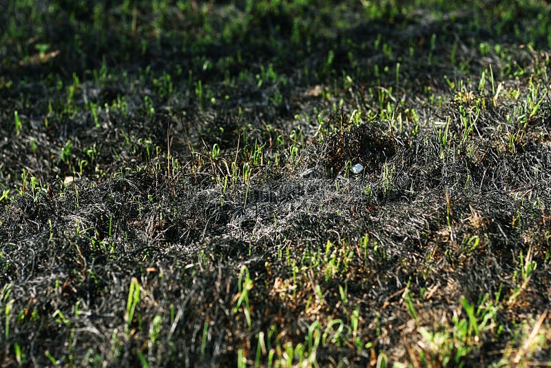 Ash stock image. Image of summer, growing, black, close - 87873719