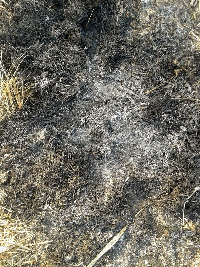 Ash stock photo. Image of natural, nature, agriculture - 68915950