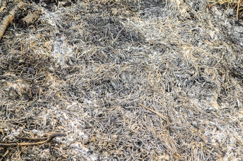 Ash on the ground stock photo. Image of junk, paper - 141350244