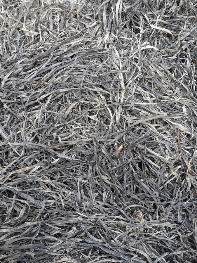 Ash on the ground stock image. Image of land, countryside - 67569763