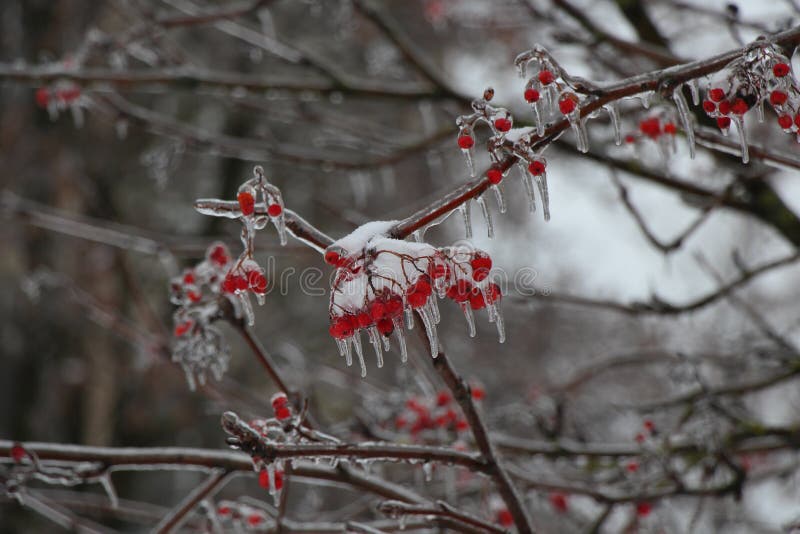 Ash in the ice of stock image. Image of surprise, sudden - 81277187