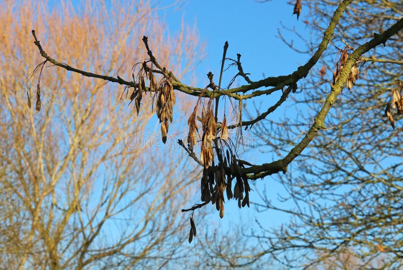Ash Keys Hanging in the Winter. Stock Image - Image of european, tree ...