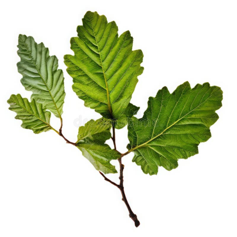 Ash Leaf Blight a Condition that Causes Wilting Spotti Stock Photo ...