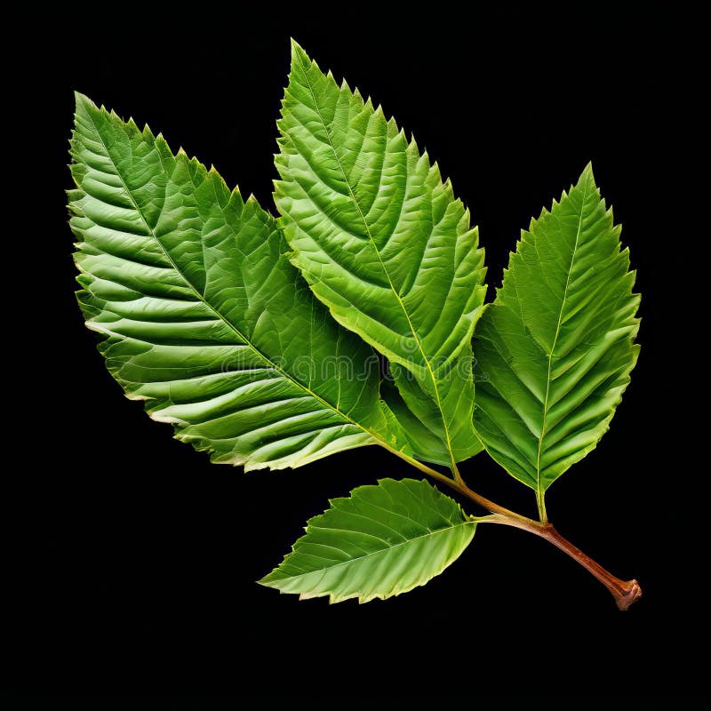 Ash Leaf Discoloration Changes in Leaf Coloration Due Stock Image ...