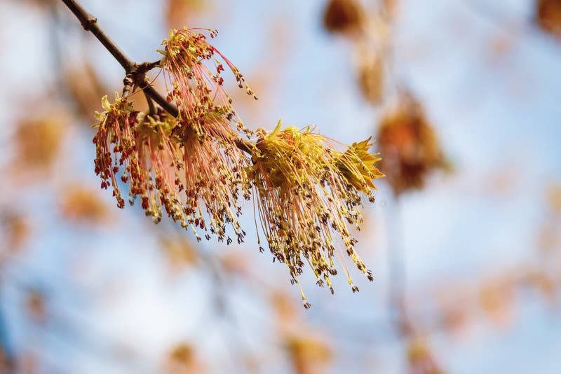 Ash Leaf Maple Tree Blooming in Spring Stock Photo - Image of spring ...