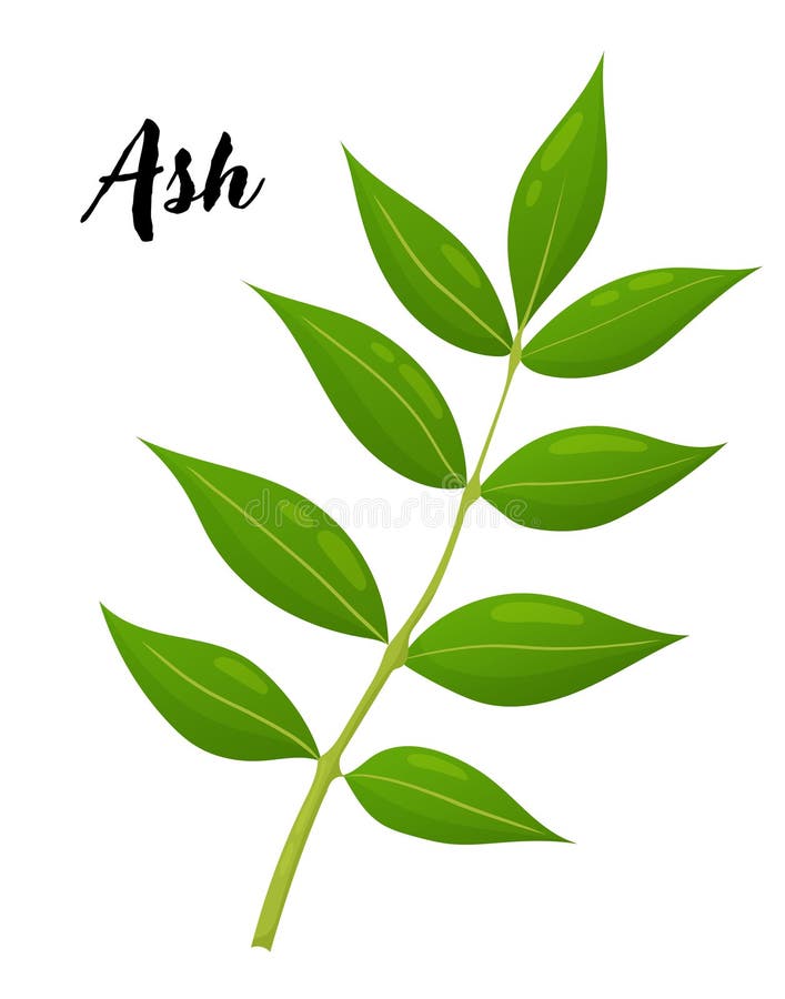 Ash Leaf Vector Illustration. Leaves, Botanical Design Element ...
