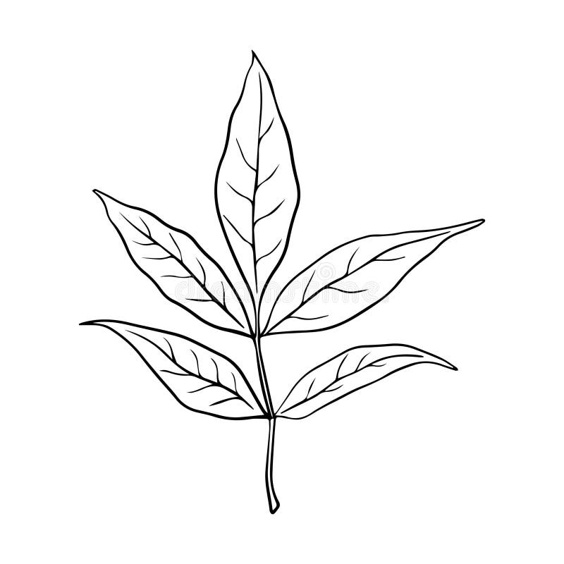 Ash Leaf Vector Illustration in Line Art Style Isolated on a White ...