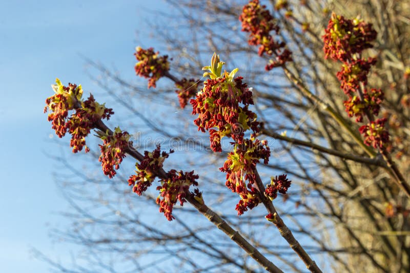Ash-leaved Maple, Acer Negundo, Manitoba Maple, Maple Ash. Flowering ...