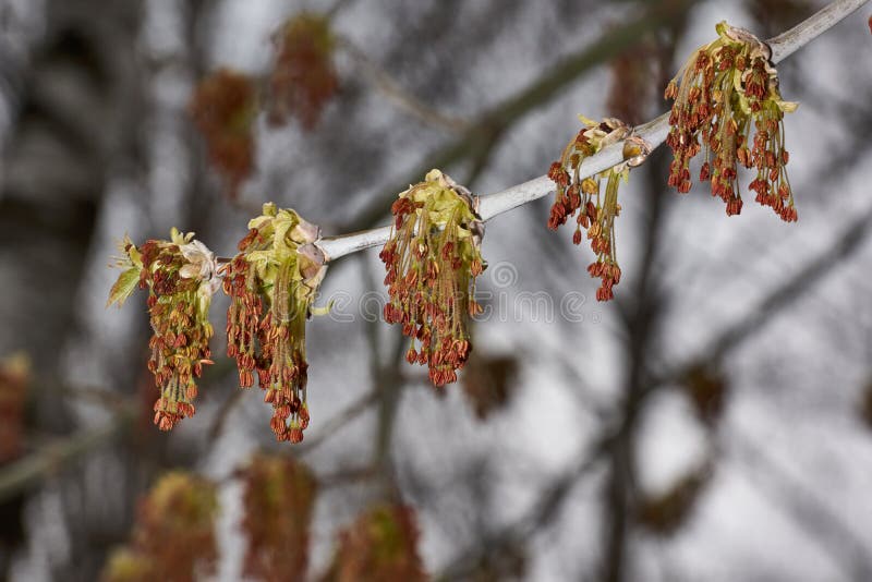 The Ash-leaved Maple Blooms, or American Maple Lat. Acer Negundo ...