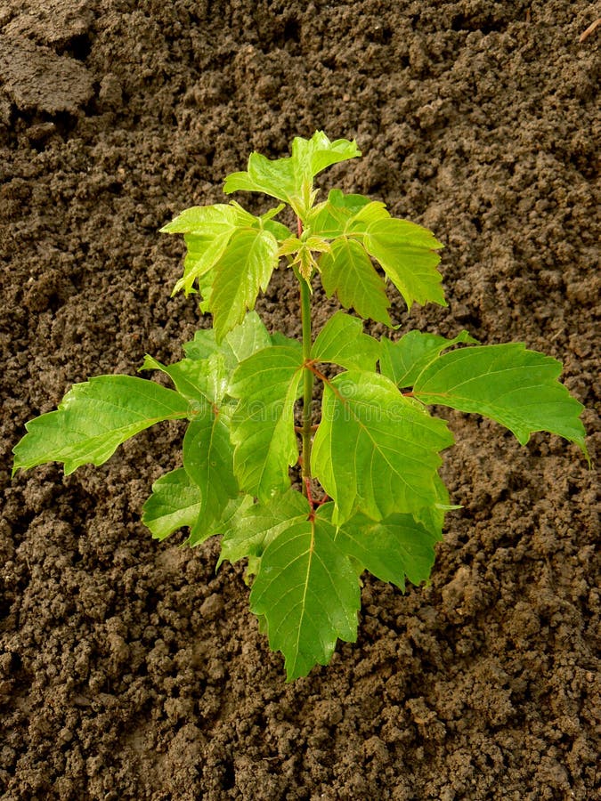 Ash-leaved maple stock image. Image of deciduous, acer - 41326441
