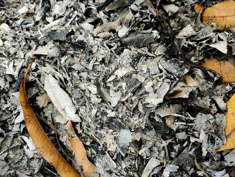 Ash from Leaves after Burning Stock Image - Image of burnt, flammable ...
