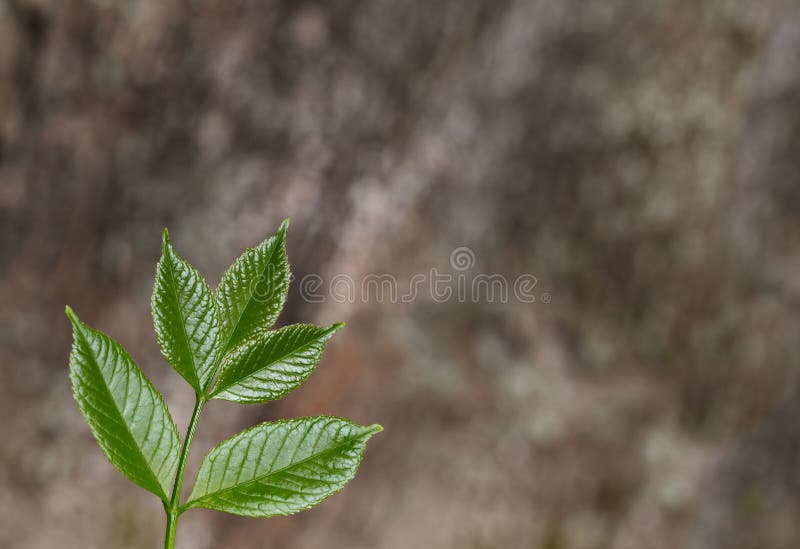 Ash leaves compound leaves stock image. Image of fraxinus - 53821221