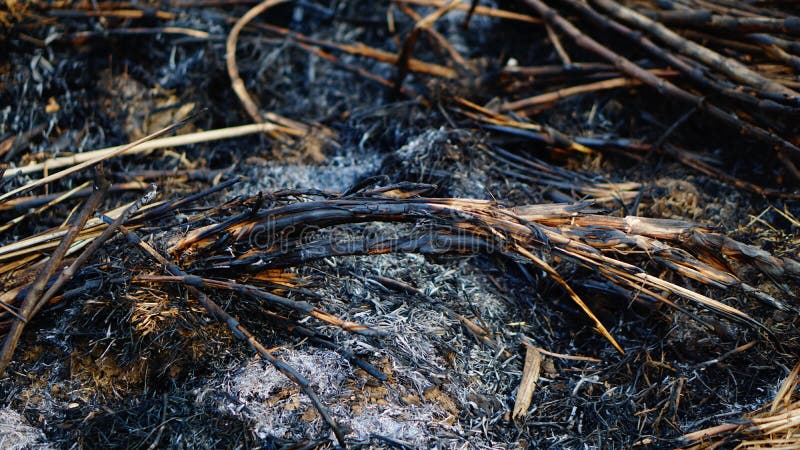Ash from Burning Bamboo Trees Stock Image - Image of stick, burned ...