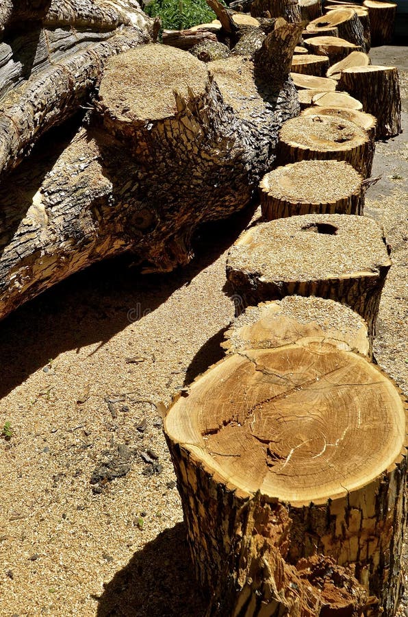 Ash Tree Cut into Sections for Future Firewood Stock Image - Image of ...
