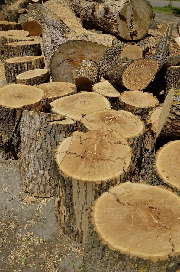 Ash Tree Cut into Sections for Future Firewood Stock Image - Image of ...