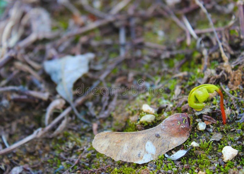 An Ash Maple Sprout with a Detached Seed Coat Close-up in Spring. Stock ...