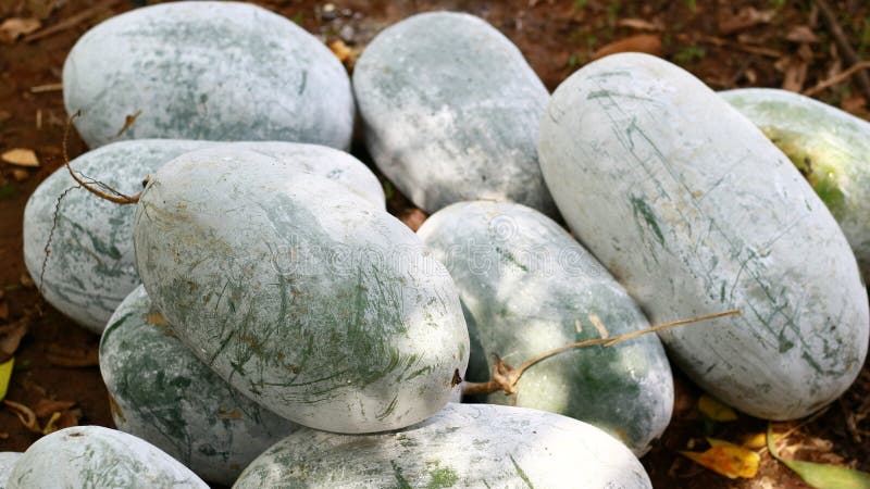 Ash pumpkin or beligo stock photo. Image of puhul, bligo - 203374892