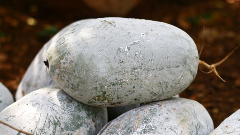 Ash pumpkin or beligo stock photo. Image of puhul, bligo - 203374892