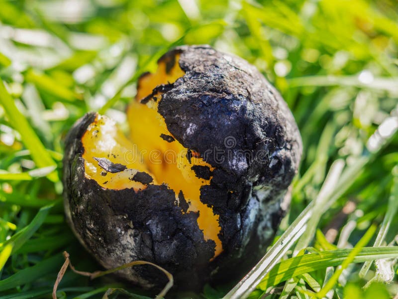 Ash Roasted Potato on the Grass, Macro Stock Photo - Image of food ...