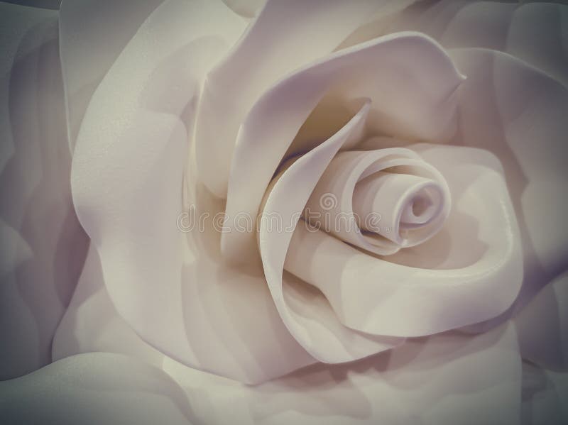 Ash Rose on a Sunny Day Close Up Stock Image - Image of colorful ...