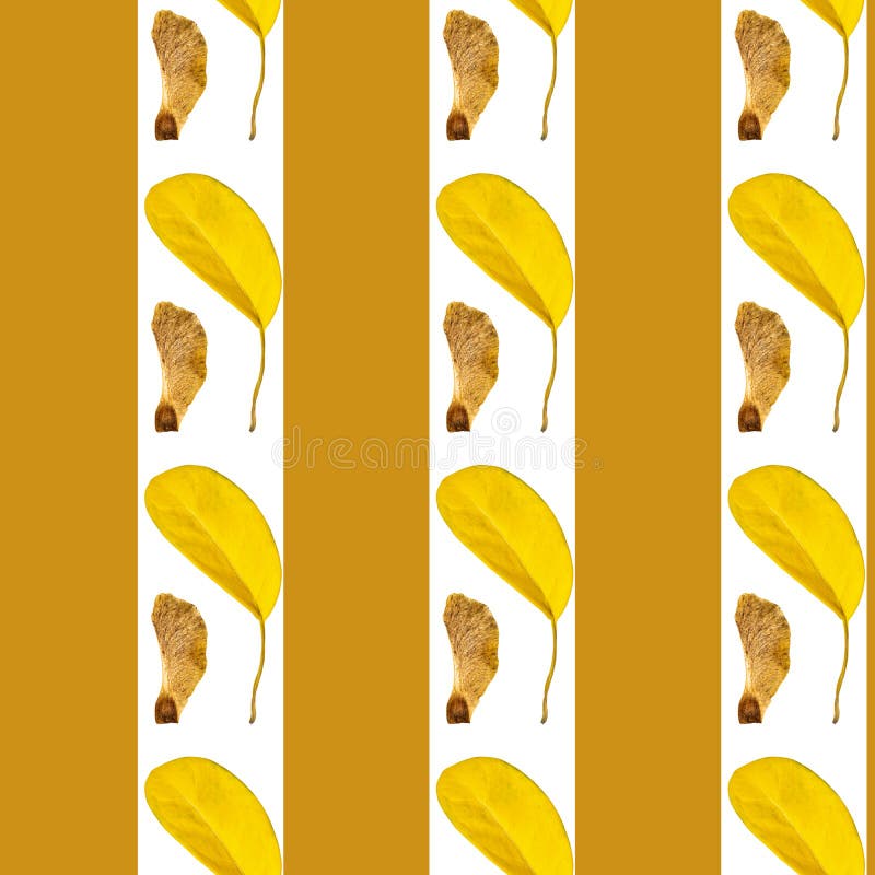 Ash Seeds and Dry Leaves on the Background with a Vertical Strip Stock ...