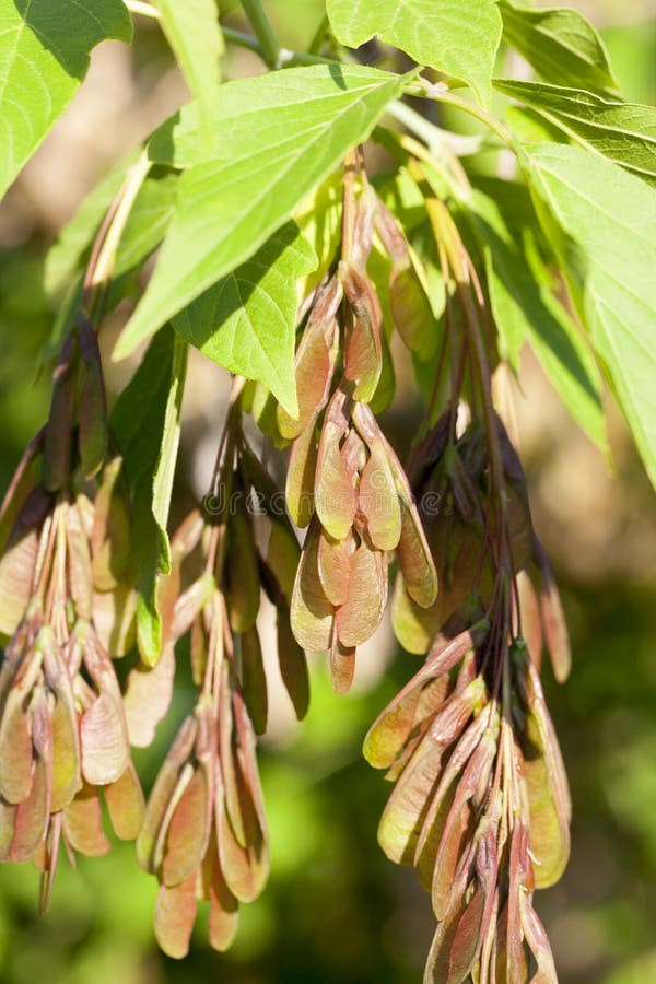 Ash seed stock photo. Image of profuse, garden, tree - 121608888