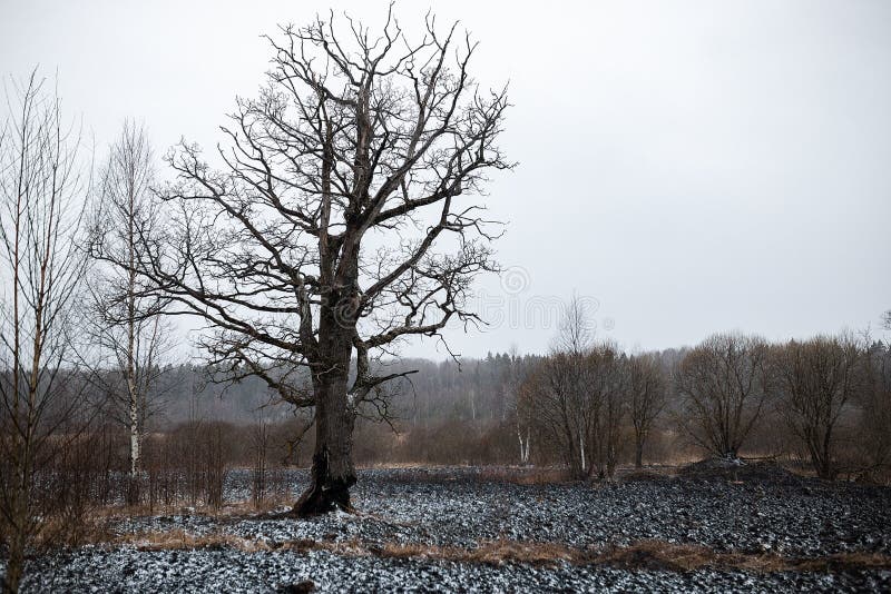 Snow and Ashes after a Field Fire Stock Image - Image of detail, decay ...