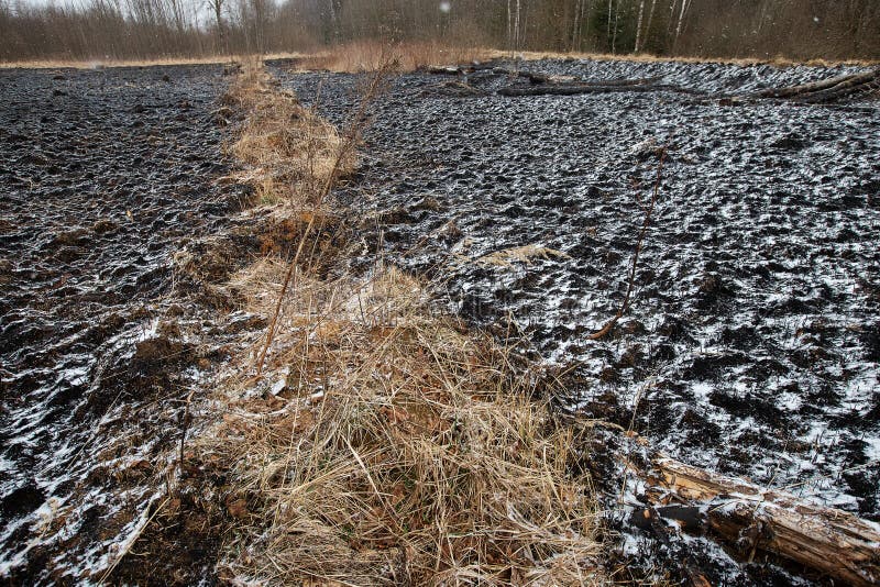 A Burnt Tree Trunk after a Fire Stock Photo - Image of bonfire, burn ...