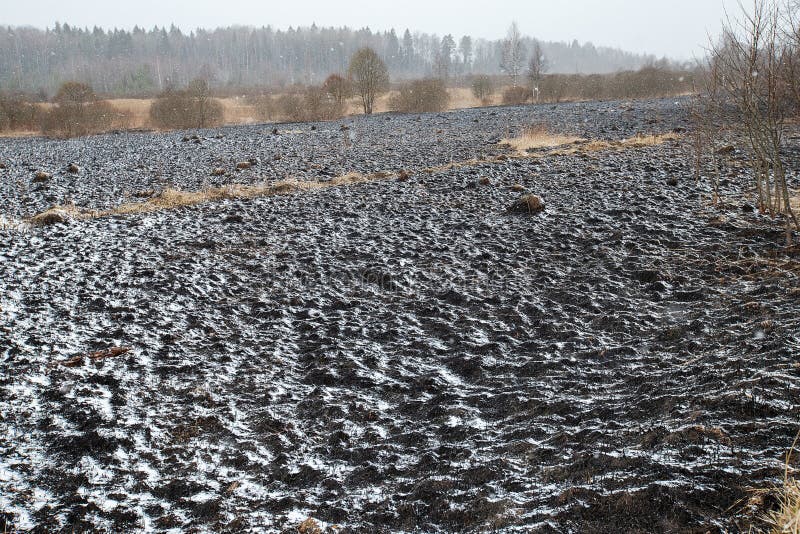 A burnt field after a fire stock photo. Image of ashes - 218021116
