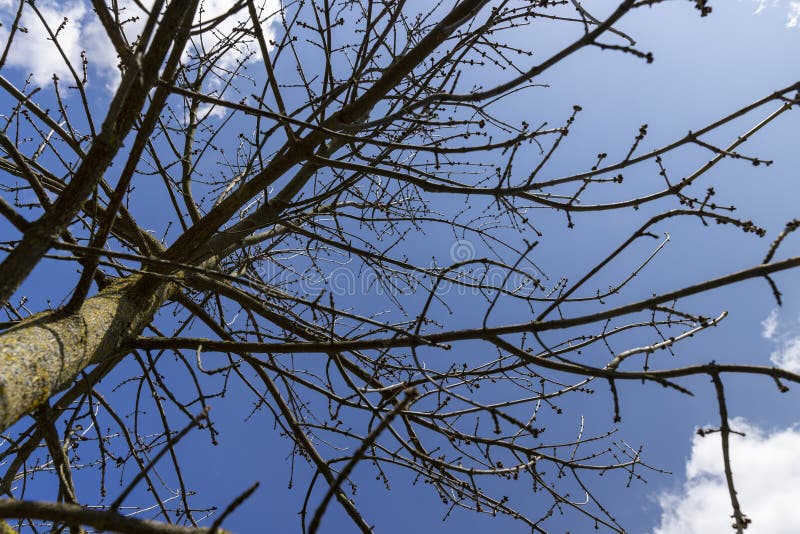 Ash in Sunny Weather in Early Spring, a Young Ash Tree Stock Image ...