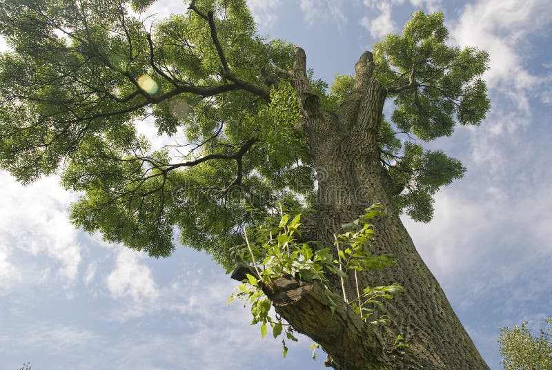 Ash tree stock photo. Image of blue, nature, macro, stop - 22360528