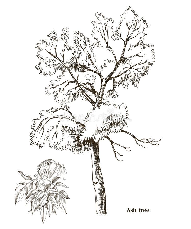 Ash Tree and Ash Branch Vector Illustration Stock Vector - Illustration ...