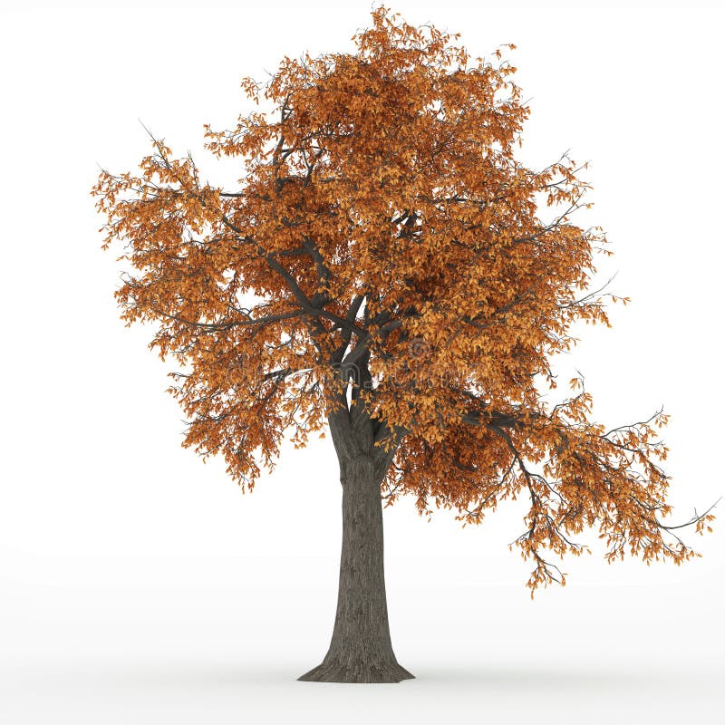 Ash tree top autumn stock illustration. Illustration of texture - 30463828