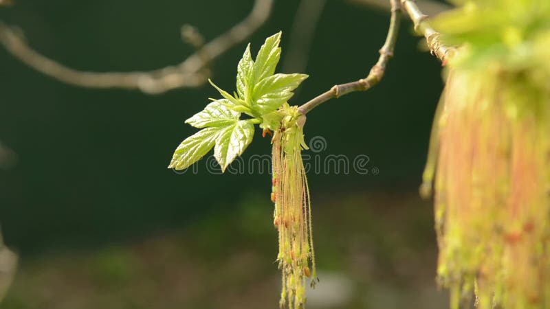 Ash Tree Blowing in the Wind in Spring Stock Footage - Video of europe ...