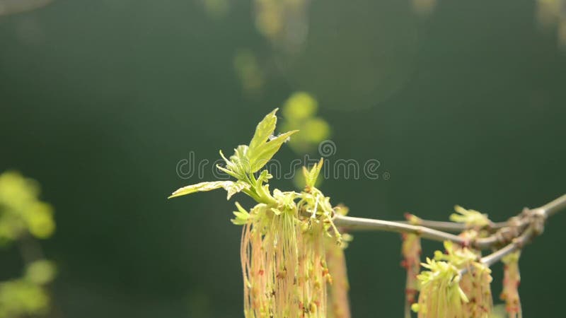 Ash Tree Blowing in the Wind in Spring Stock Footage - Video of foliage ...