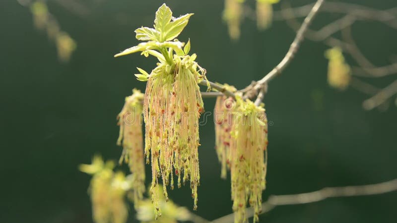 Ash Tree Blowing in the Wind in Spring Stock Footage - Video of foliage ...
