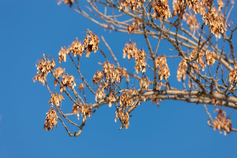 Ash tree branch with seeds stock photo. Image of nature - 255206878