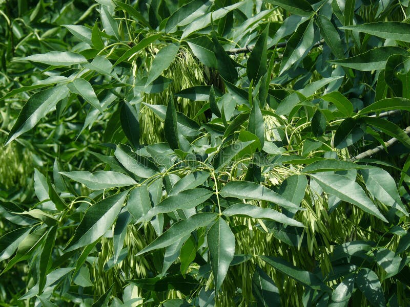 Ash-tree branch stock image. Image of fraxinus, forest - 90852983