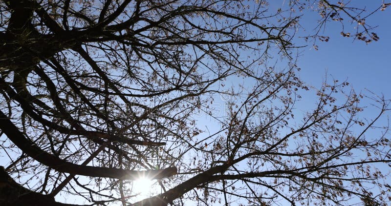 Ash Tree Branches with Old Seeds in the Spring Season Stock Video ...