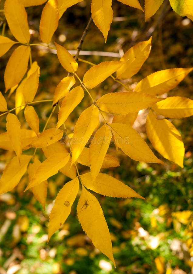 Ash Tree Bright Yellow Leaves Stock Photo - Image of dark, leaves: 47271316